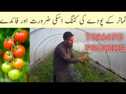 Pruning tomato plants | identify tomato suckers |Tunnel farming, IR FARM, hindi/urdu