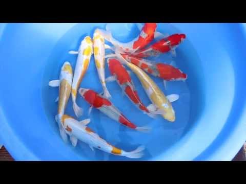 Koda Japanese Koi @ sugoi-koi-uk
