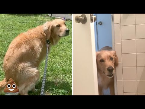 Weird Golden Retriever Behaviors Explained