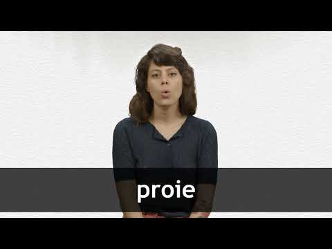 English Translation of “PROIE” | Collins French-English Dictionary