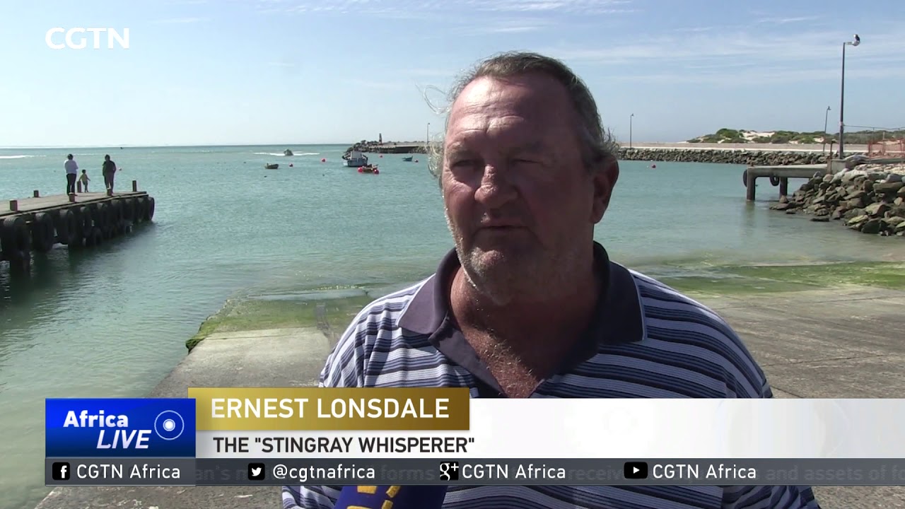 An unusual friendship of a man and stingrays
