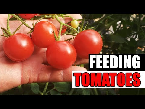 Easy Guide To Fertilizing Tomatoes - Garden Quickie Episode 146