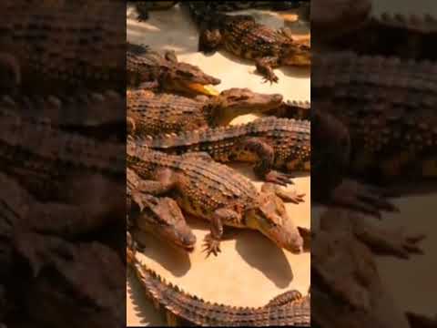 MANY Reptilians