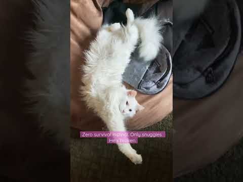 This is what a zero survival instincts looks like #shorts #cat #cute #turkishangora #cutecat #viral
