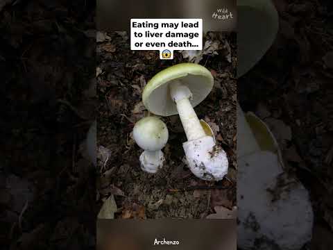 Edible Mushrooms and their DEADLY LOOK-ALIKES ????☠