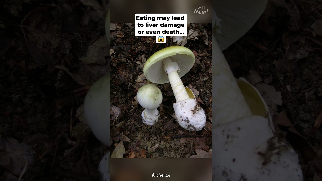 Edible Mushrooms and their DEADLY LOOK-ALIKES 🍄☠