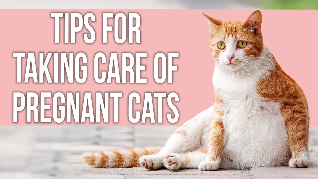 Tips for Taking Care of Pregnant Cat