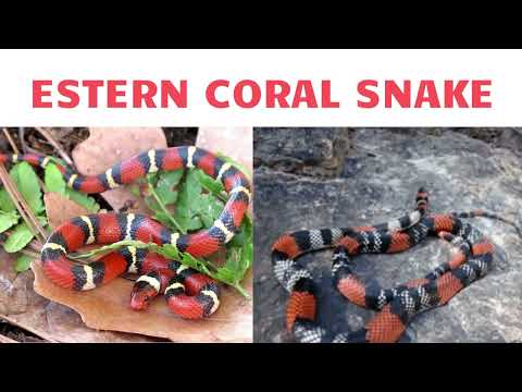ANIMALS THAT START WITH LETTER "E" | ANIMALS NAME FOR KIDS