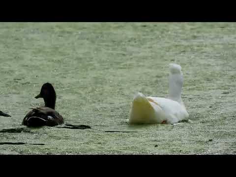 Crested Duck