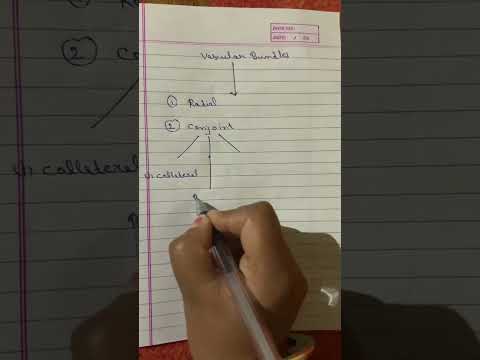 vascular bundle || types of vascular bundle #youtubeshorts #youtubeshortsvideo