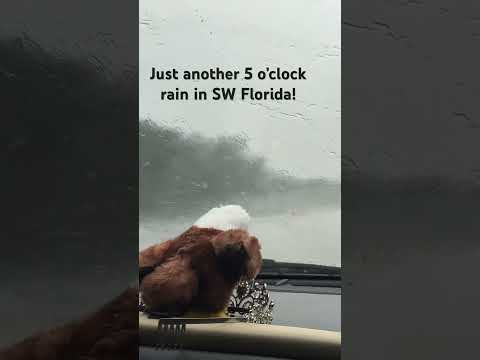 My wife’s dashboard tribute to Harriet the famous Southwest Florida bald eagle. #eagles #baldeagle