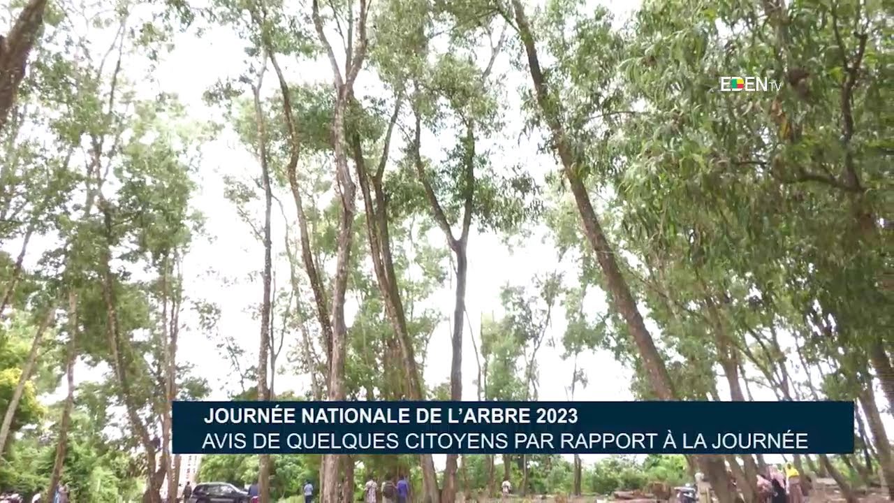 Journée nationale de l’arbre 2023 : Avis de quelques citoyens par rapport à la journée