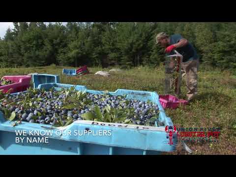 Harvesting Wild Maine Blueberries for Lobster Pot blueberry Pies