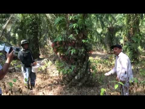 APLIKASI DOLOMITE - SAWIT