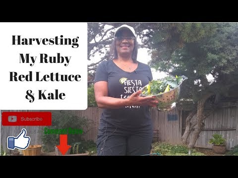 Harvesting My Ruby Red Lettuce and Kale So It Keeps On Growing!