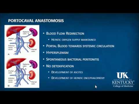 Keyword Review: Hepatology - Dr. Rebel
