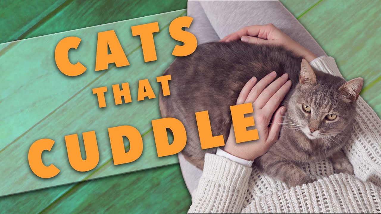 The Best Cat Breeds for Cuddling