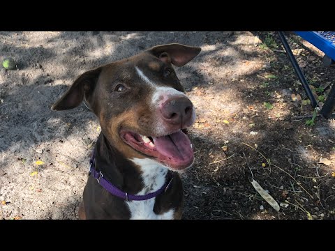 VOLUNTEER WITH ME | ANIMAL SHELTER