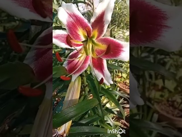 Flowering Plant - Cernation Flowering Plant Wholesaler / Distributor ...