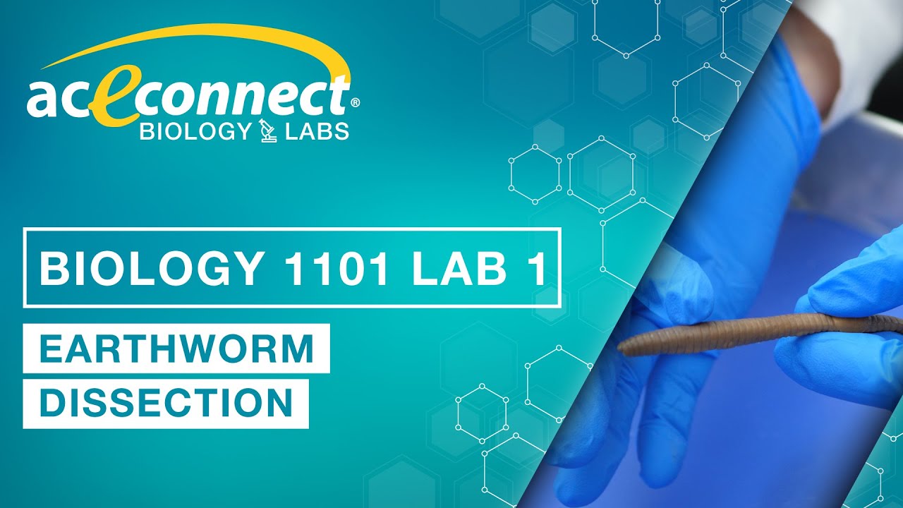 Biology 1101 Lab 1 || Earthworm Dissection