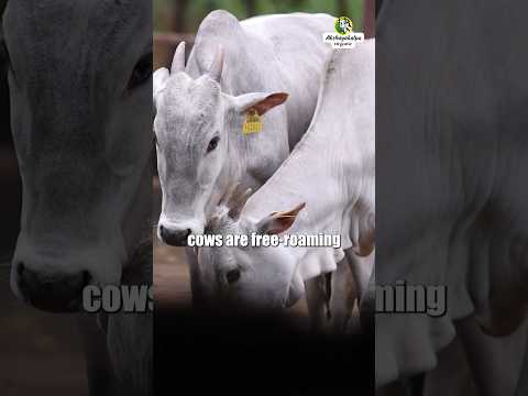 Here’s the secret to good milk