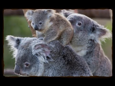 Watch: Reasons we object to the Dendrobium Mine Expansion – Protect Our ...