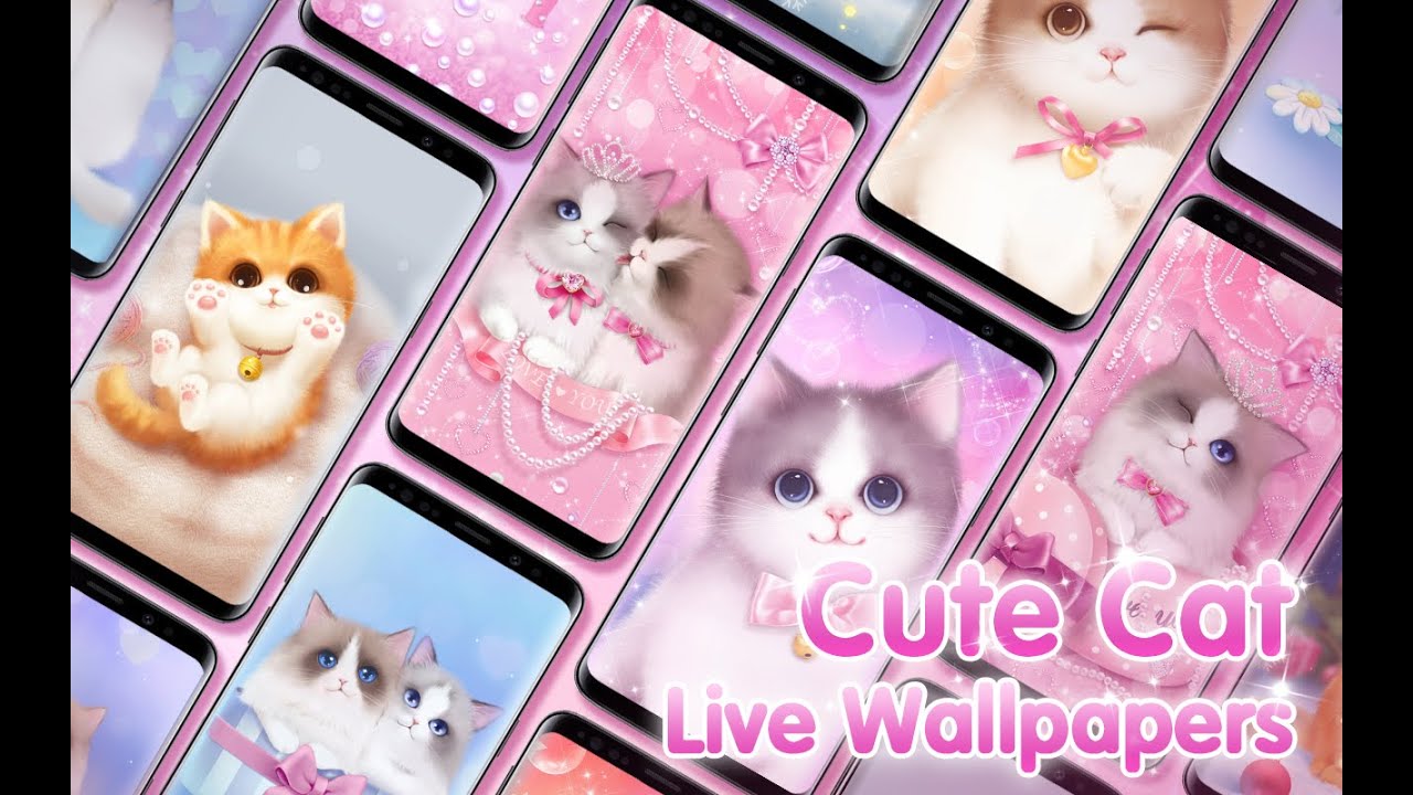 Cute cat wallpapers for all cat lovers!
