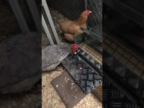 First time using Grandpa’s Feeder!