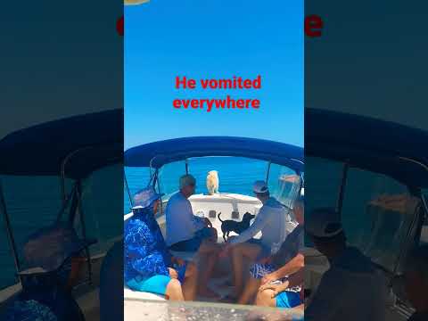 How I Made Him Vomit!!! #vacation #belize #beach #fishing #dogs #funny  #vomiting
