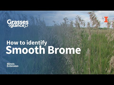 How to Identify Smooth Brome - Grasses at a Glance