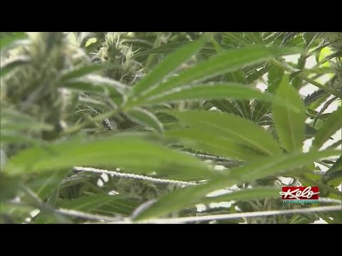 SD health department releases proposed administrative rules for medical marijuana