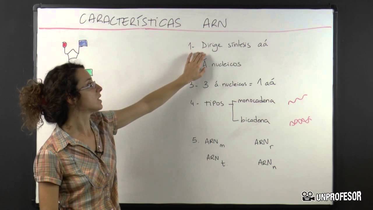 Characteristics of ribonucleic acid or RNA