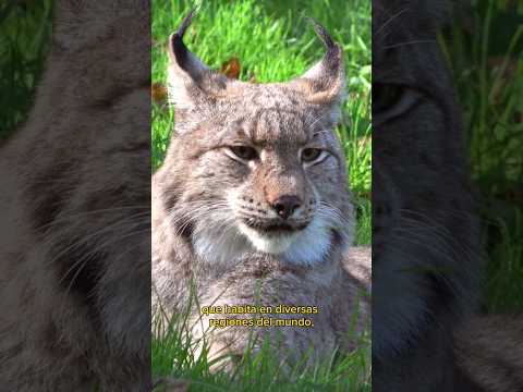 ¿Sabías esto sobre El Lince? #lynx #short