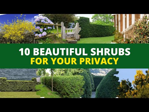 10 Beautiful Shrubs for Your House and Garden Privacy 🏡🌲