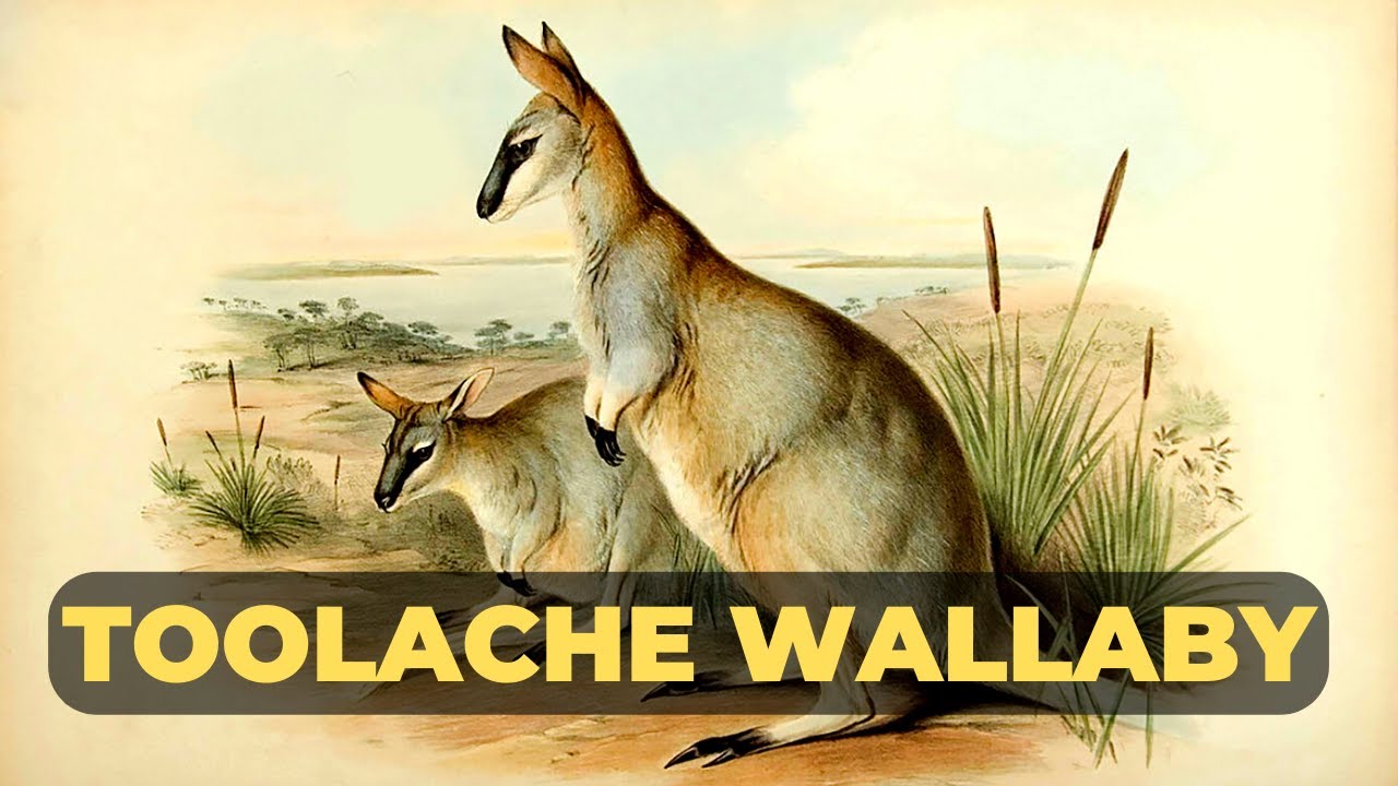 Toolache Wallaby | Extinct Aussie Wallaby