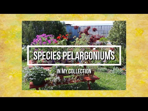 Species pelargoniums in my collection