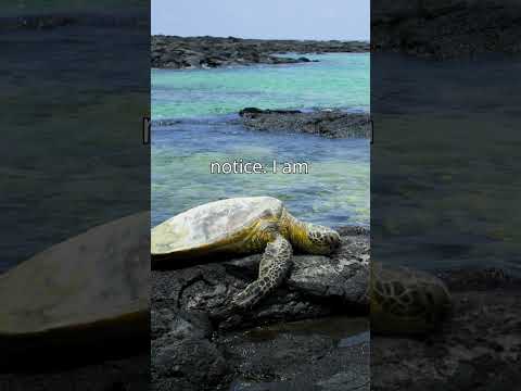 Mindful Minute for Clarity & Calm with Nature ๐ข๐๏ธ #Mindfulness #Therapy #SafeHarborCounseling