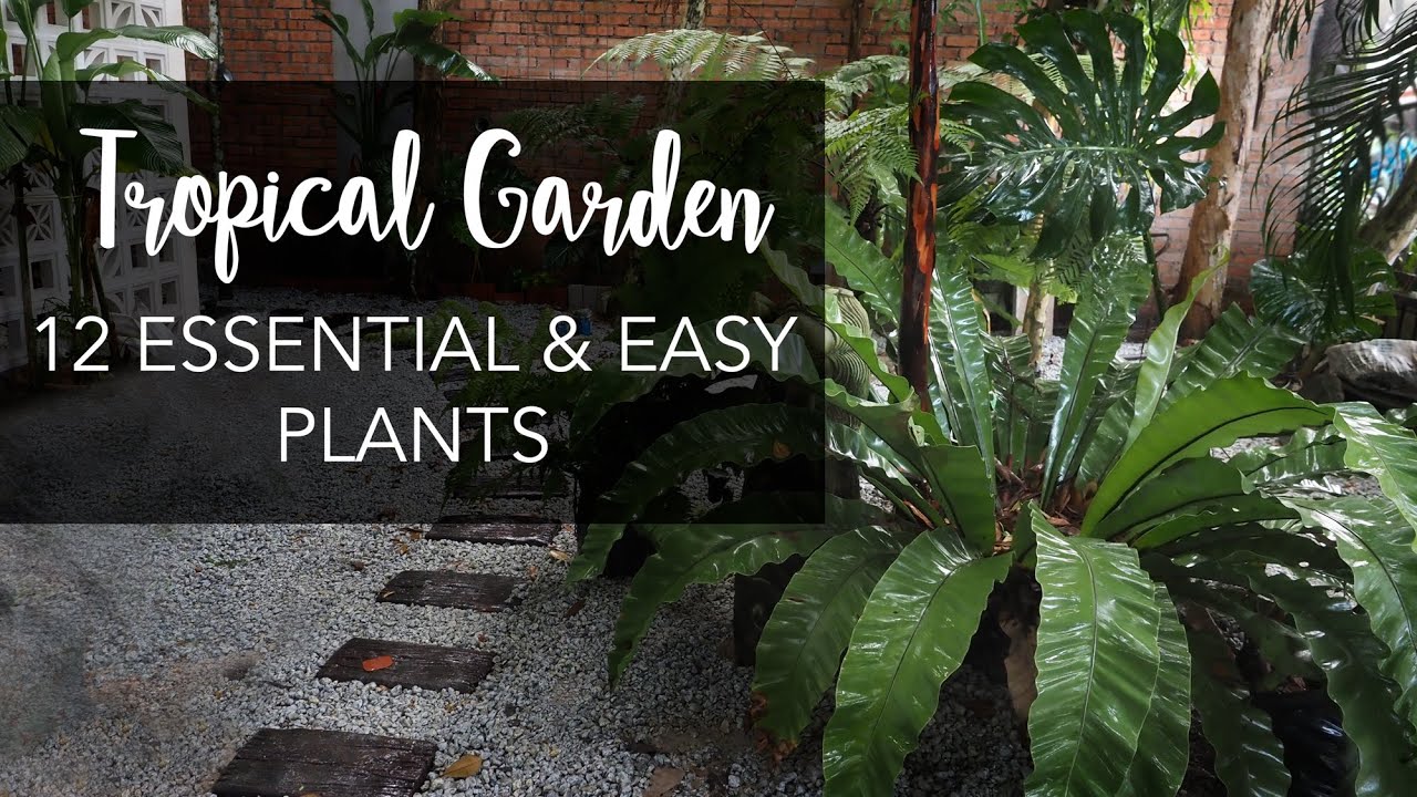 Top 12 Must-Have (& Easy!) Plants for a lush Tropical Garden