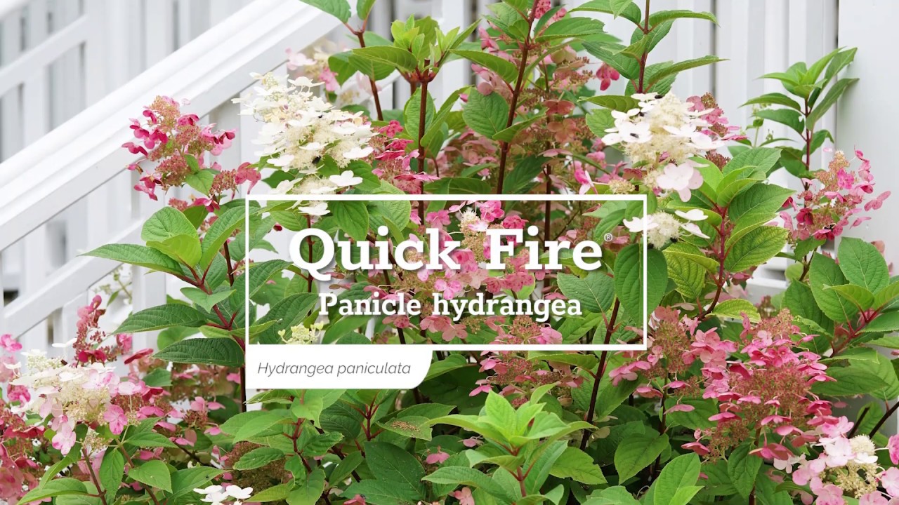 30 Seconds with Quick Fire® Panicle Hydrangea