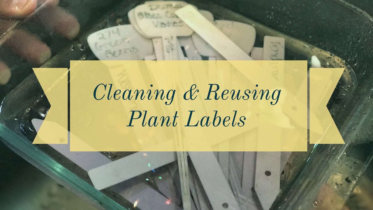 Quick Tip: Cleaning and Reusing Plant Labels