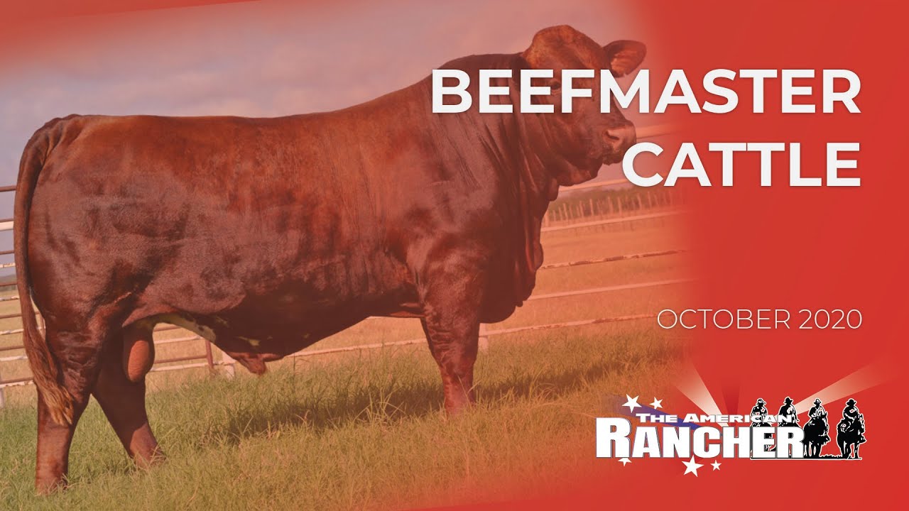 Beefmaster Cattle | The American Rancher | 10-01-20