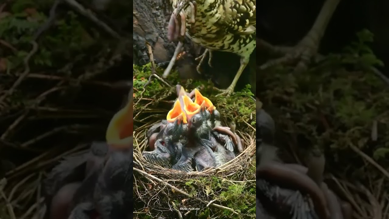 Mother feeding beautiful baby birds nest||Musa plus am||