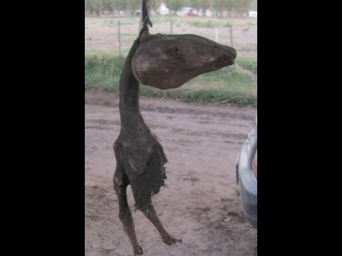 Alien Camel Chicken Creature Found in Argentina Farm? | Animals-Pets ...