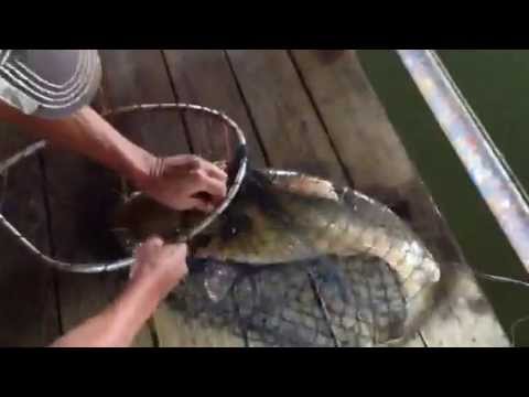Tracy's big fish part 2