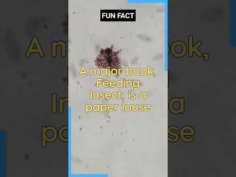 Bookworms are actual insects that.. #youtuber #youtubeshorts #shorts