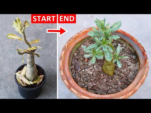 THIS Is How To SAVE a Dying ADENIUM Plant!