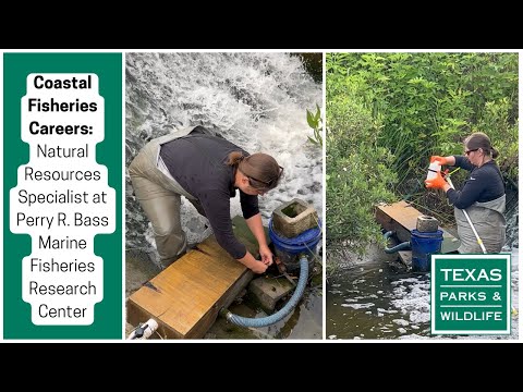 Coastal Fisheries Careers | Perry R. Bass Marine Fisheries Research Center Fisheries Biologist