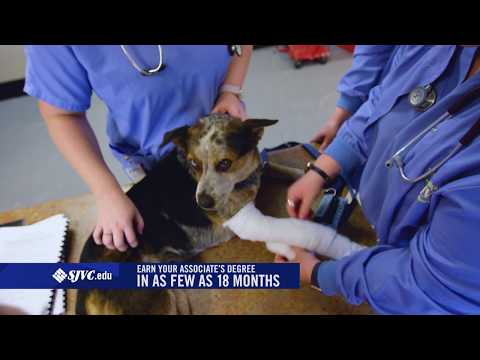 Fresno – Veterinary Technology Program