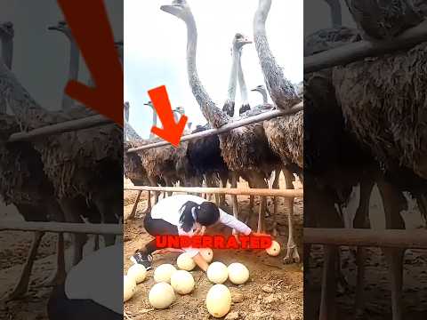 Underrated Animals That Deserve More Love 💕 #viralvideo #trending #shorts