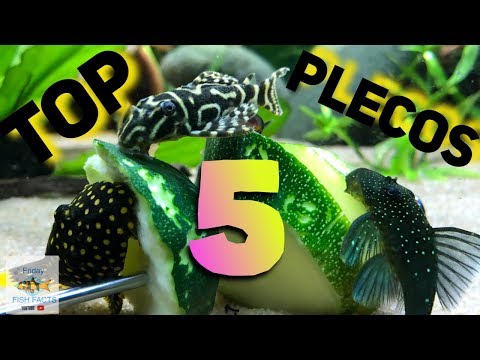 My TOP 5 PLECOS